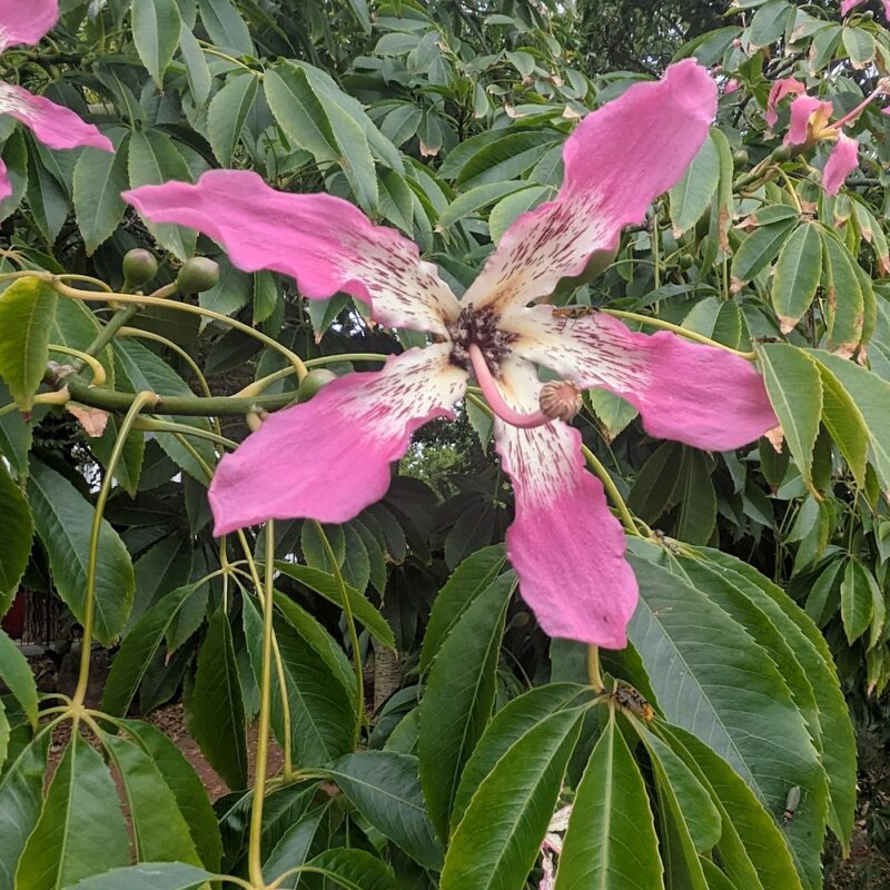 Pink Silk Floss Tree - Ceiba speciosa - Kalamunda Plant Company