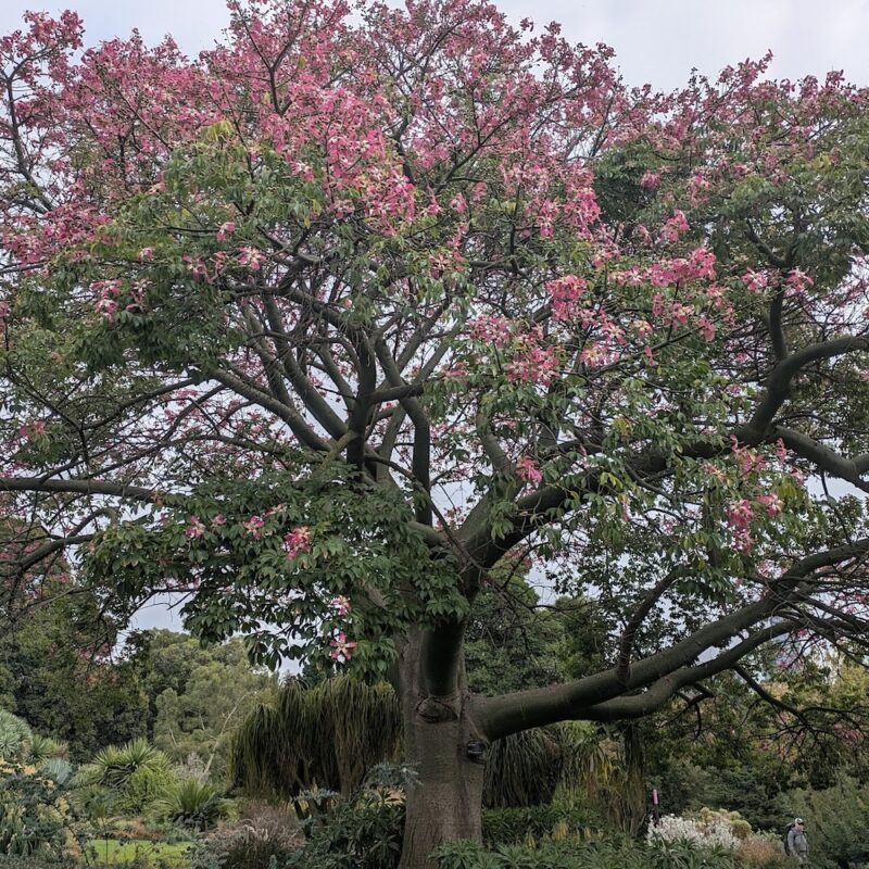 Pink Silk Floss Tree - Ceiba speciosa - Kalamunda Plant Company